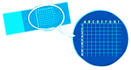 160244 - Microscope Grid Slides, White Imprint, 81 Squares per Slide ...